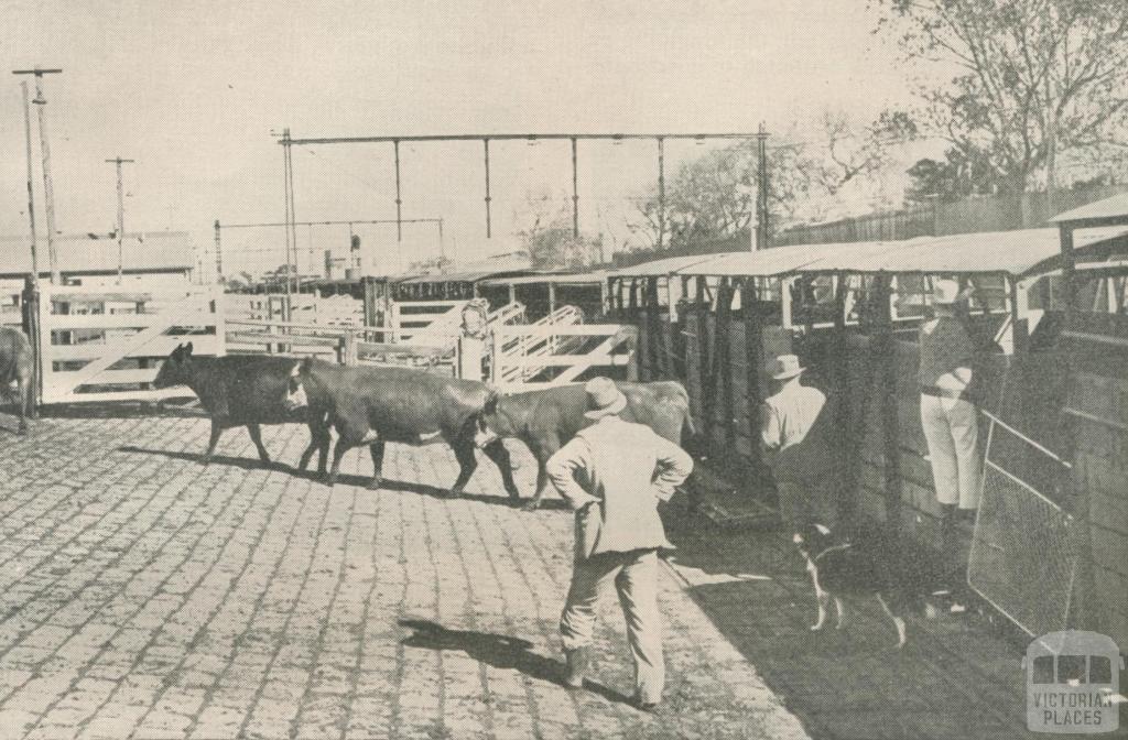 Unloading cattle at Newmarket Livestock Siding, 1950 | Victorian Places Unloading cattle at Newmarket Livestock Siding, 1950 | Victorian Places